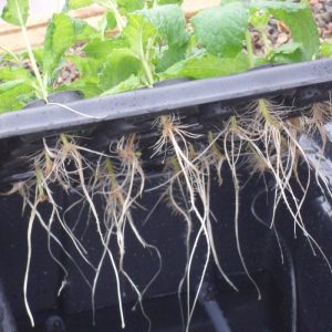 Hydropod 40 Cuttings Propagator - Greenhouse Sensation