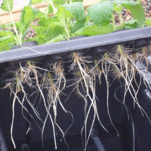 Hydropod 40 Cuttings Propagator - Greenhouse Sensation