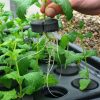 Hydropod 40 Cuttings Propagator - Greenhouse Sensation