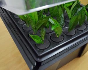 Hydropod 40 Cuttings Propagator - Greenhouse Sensation