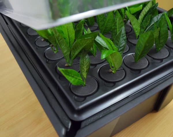 Hydropod 40 Cuttings Propagator - Greenhouse Sensation