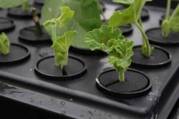 Hydropod 40 Cuttings Propagator - Greenhouse Sensation