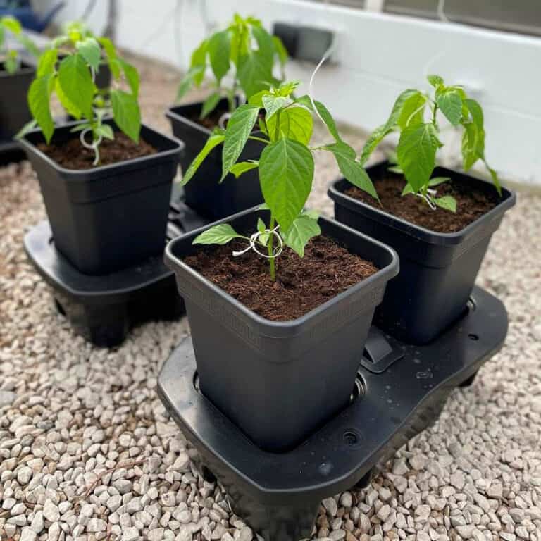 Quadgrow Self-Watering Planter - Greenhouse Sensation