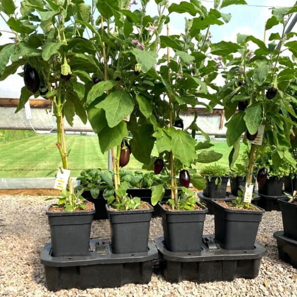 Quadgrow Self-Watering Planter - Greenhouse Sensation