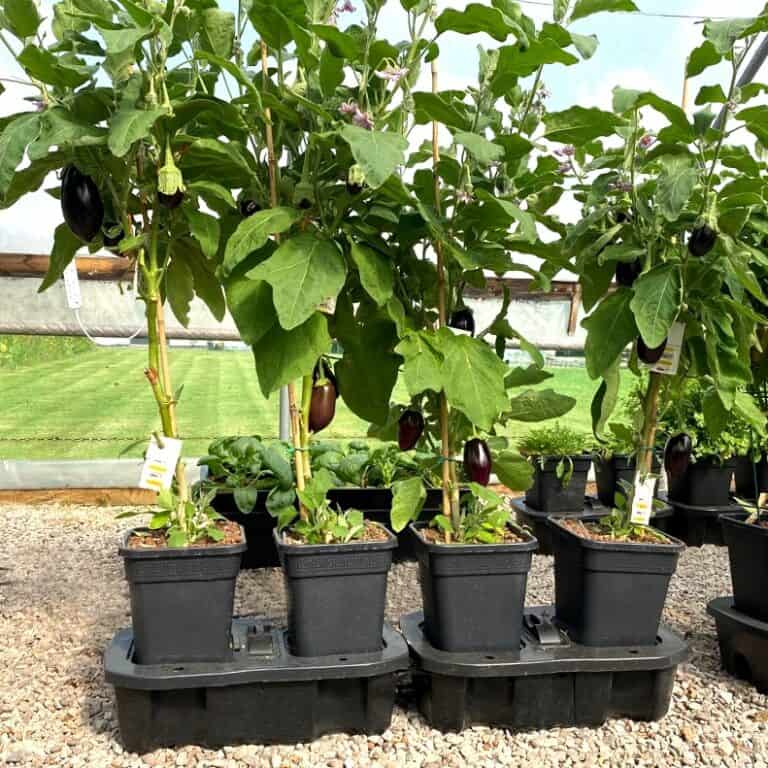 Quadgrow Self-Watering Planter - Greenhouse Sensation