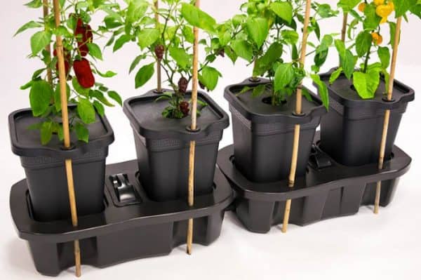 Quadgrow Self-Watering Planter - Greenhouse Sensation