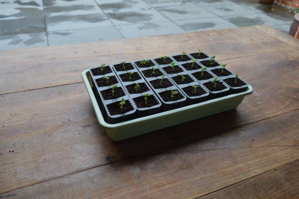 24 Cell Self Watering Fast Root Success Kit - Greenhouse Sensation