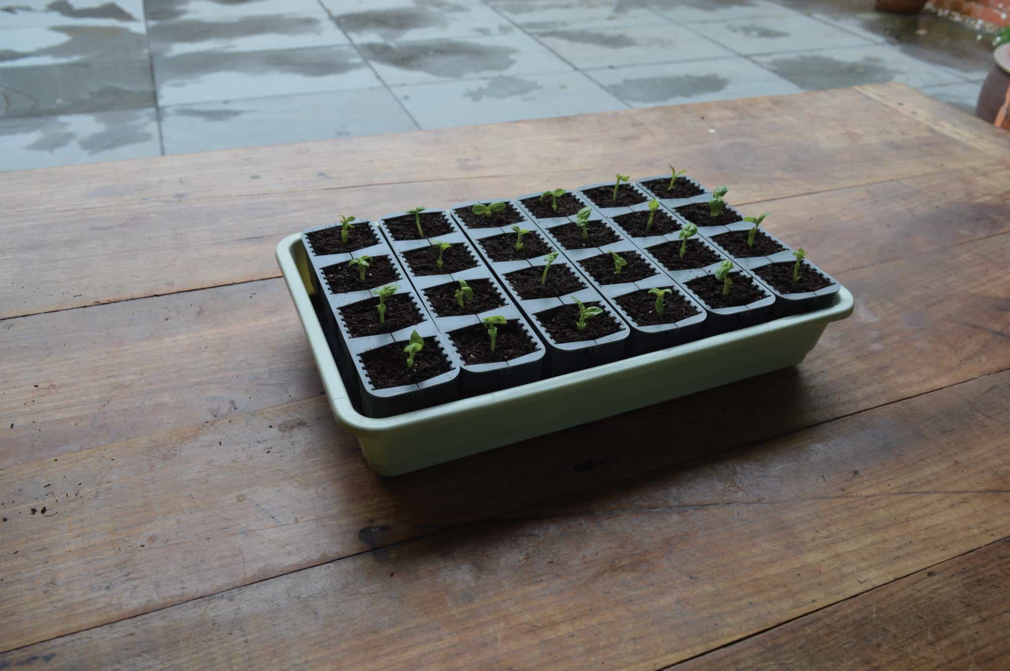 24 Cell Self Watering Fast Root Success Kit - Greenhouse Sensation