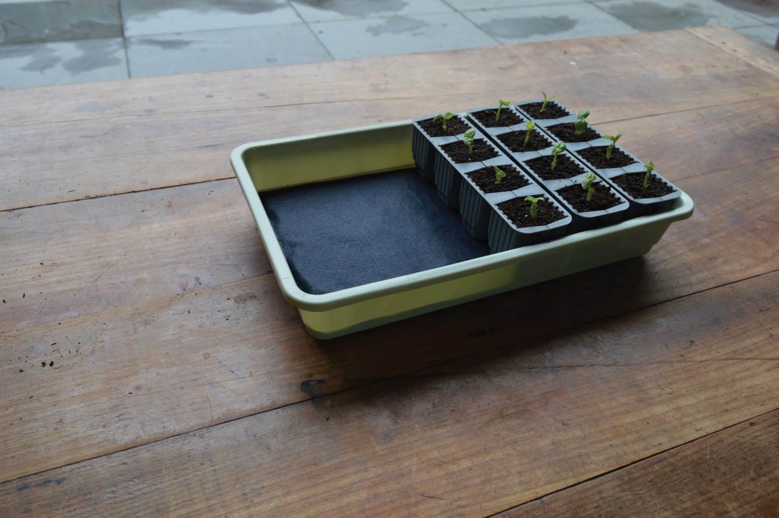 24 Cell Self Watering Fast Root Success Kit - Greenhouse Sensation