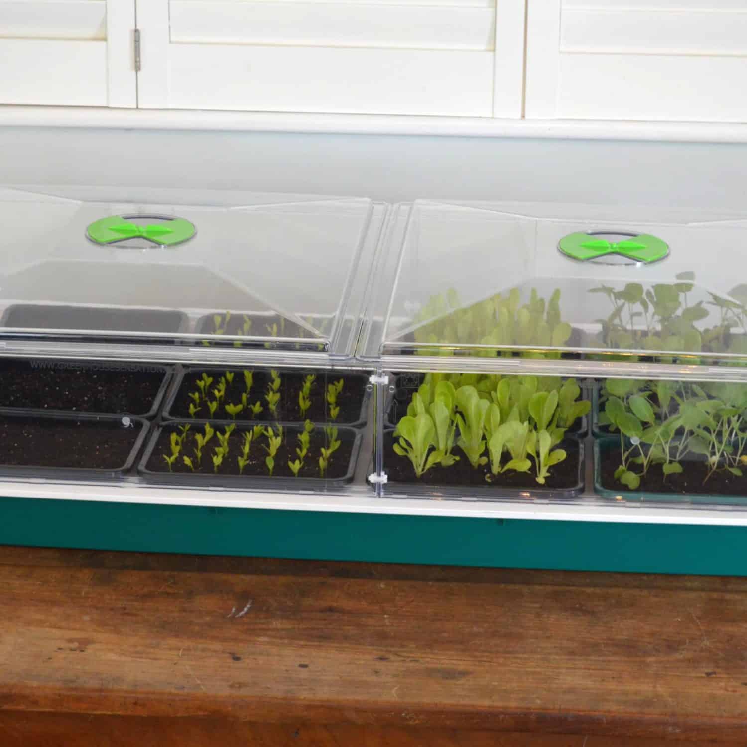 New Large Vitopod Electric Variable Temperature Control Propagator ...
