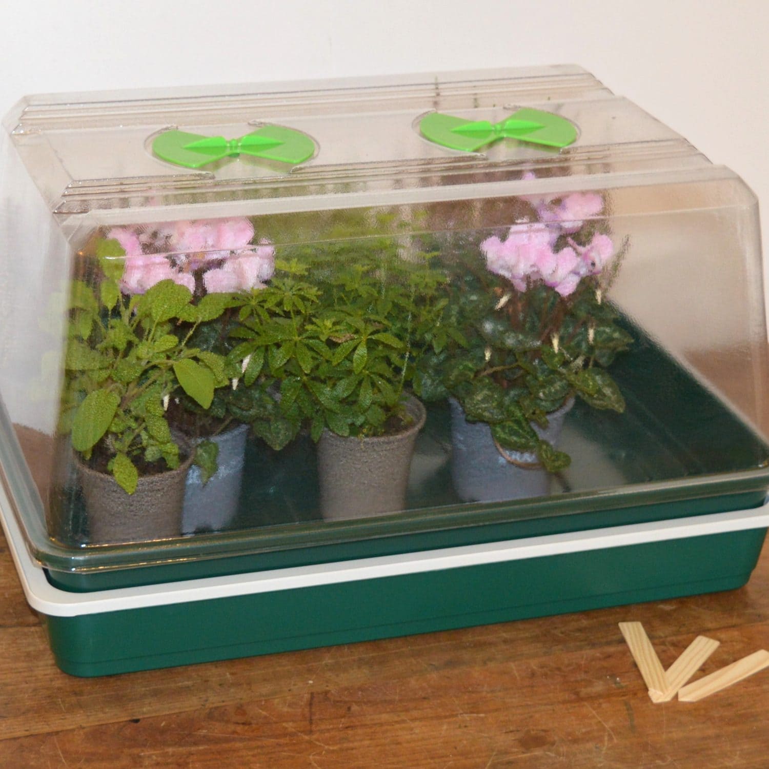 Single High Top Variable Temperature Control Electric Propagator ...