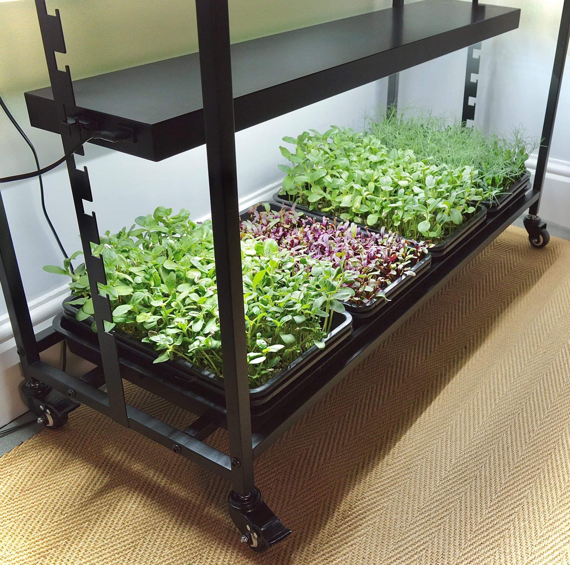 High-Rise LED Indoor Light Garden - Greenhouse Sensation