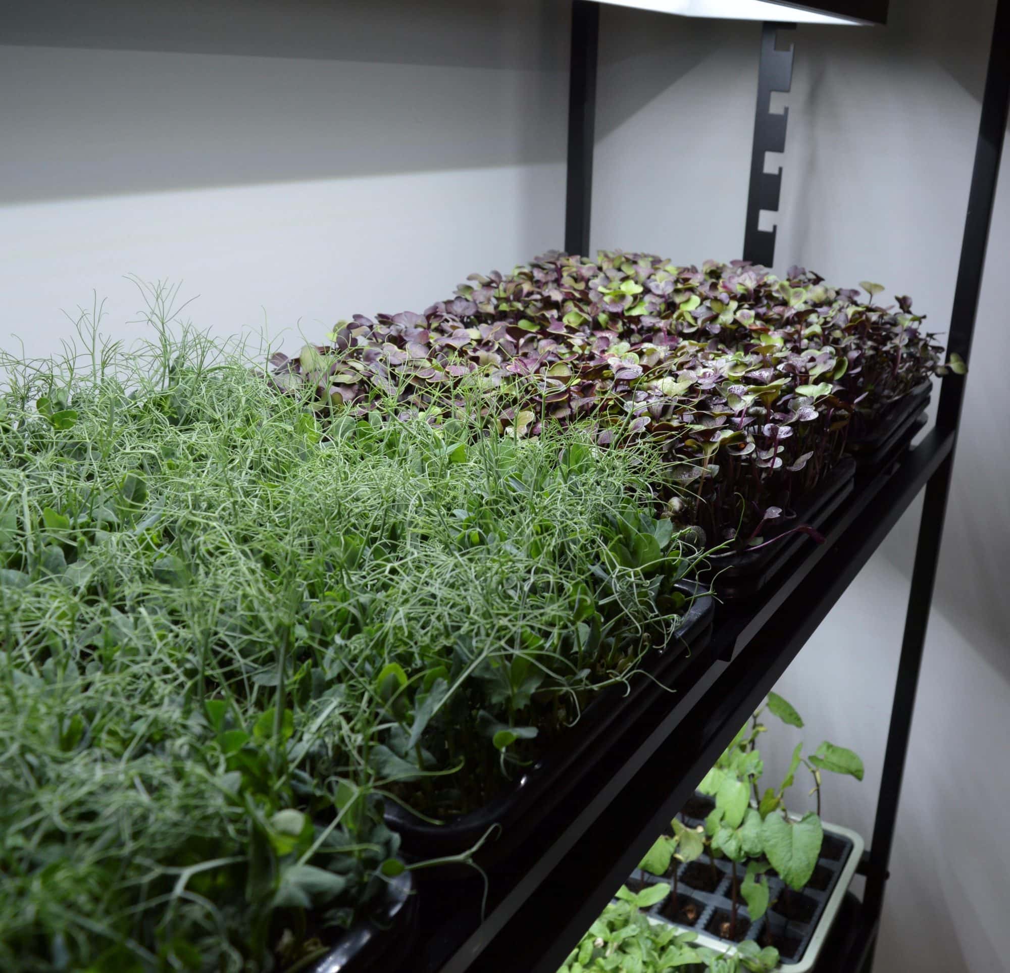 High-Rise LED Indoor Light Garden - Greenhouse Sensation