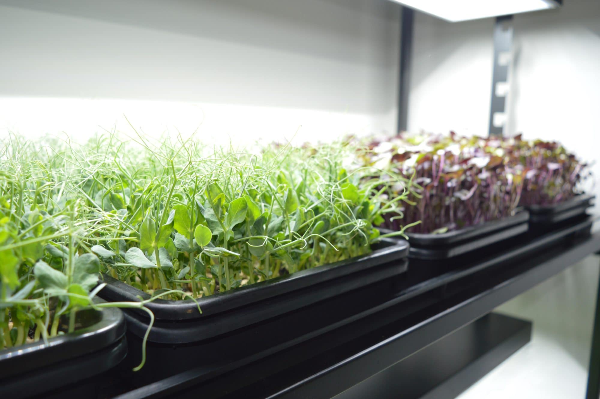 High-Rise LED Indoor Light Garden - Greenhouse Sensation