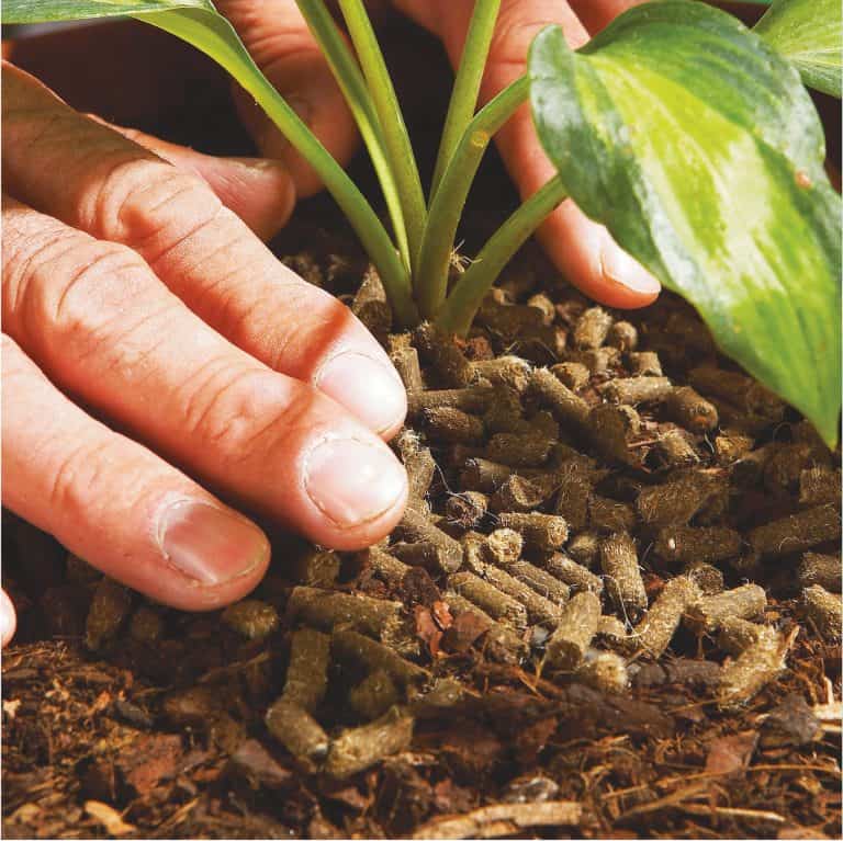 Slug Gone - Organic Slug Pellets - Greenhouse Sensation